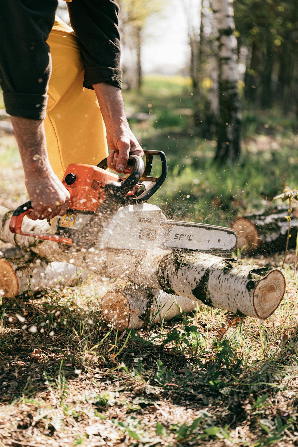 What Equipment And Tools Are Used To Remove Trees? - the millon morrison